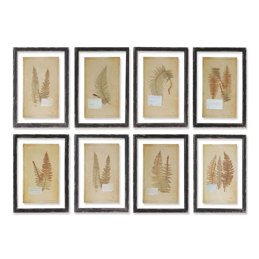 Antique Framed Botanical Fern Prints - Set of 8 – Vintage Shopper